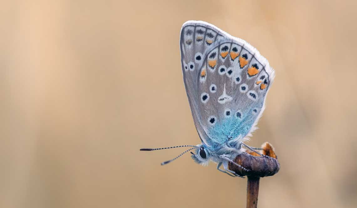 Me gustan las mariposas | Red Milenaria